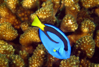 Réouverture de l'Aquarium | Tout le Palais